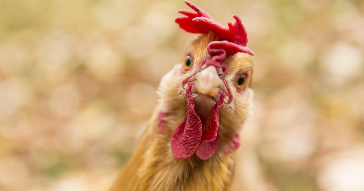 Wissenswertes über Hühner als Haustiere | Kurier