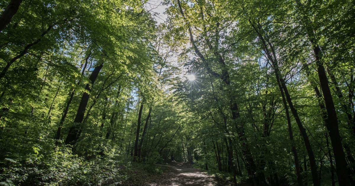 Konfliktzone Wald: Der Streit um Nutzung Konfliktzone Wald: Der Streit um Nutzung