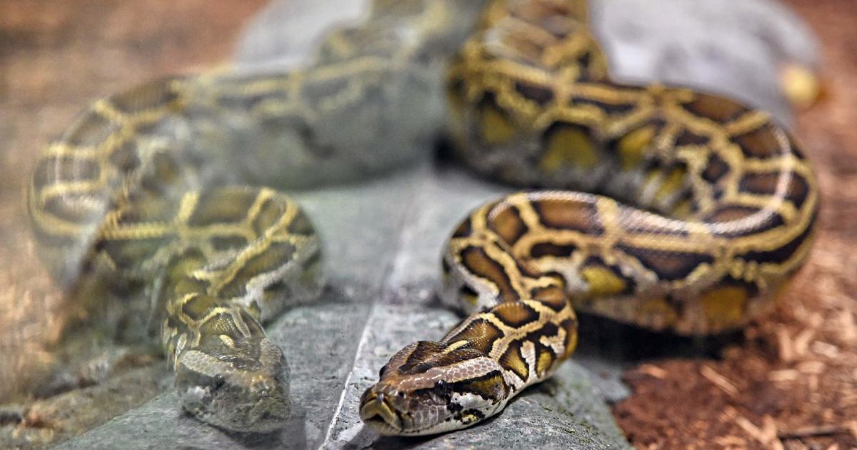 Zwei Meter lange Python in Wien gesichtet | Kurier