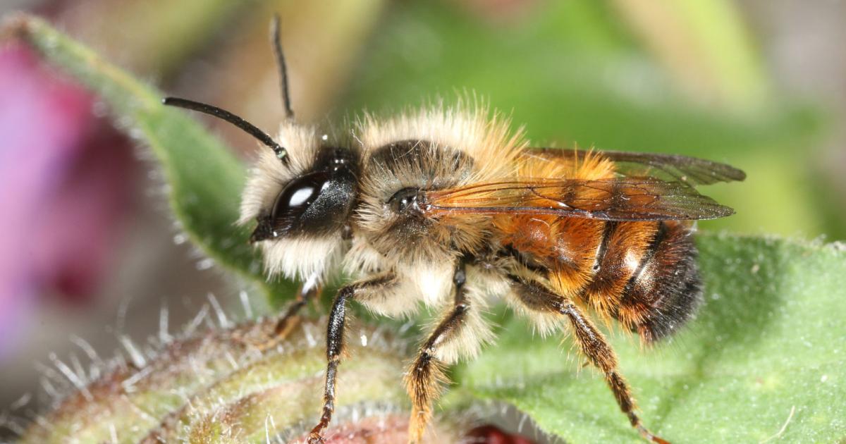 Das Insekt des Jahres 2019 startet in den Frühling | Kurier