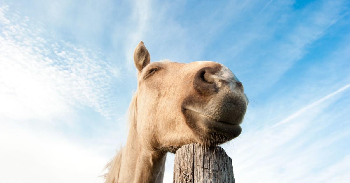 Pferde können Boxen und Gatter selbstständig entriegeln | Kurier