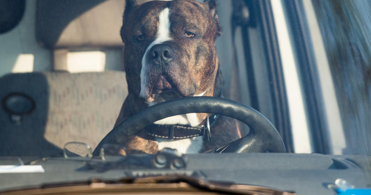 Toter Hund in heißem Auto - Besitzer schrieb: Toter Hund in heißem Auto - Besitzer schrieb: