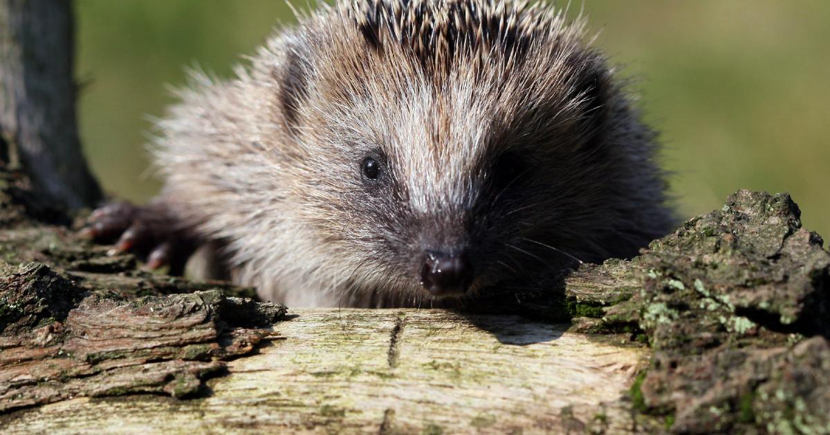 Stacheliger Patient: Sanitäter retten Igel von Straße | Kurier