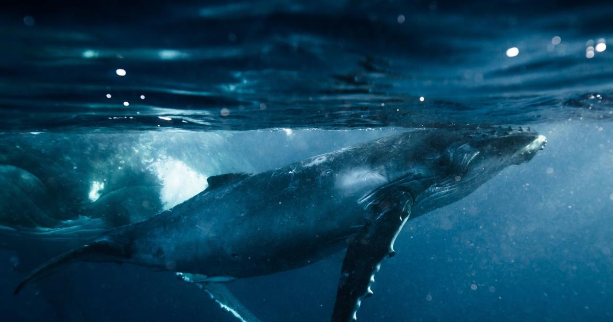 Kurzfilm über Wale als Appell für mehr Umweltschutz | Kurier