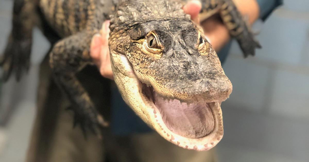 Alligatoren auf Drogen? Angst vor "Meth-Gators" in den USA | Kurier