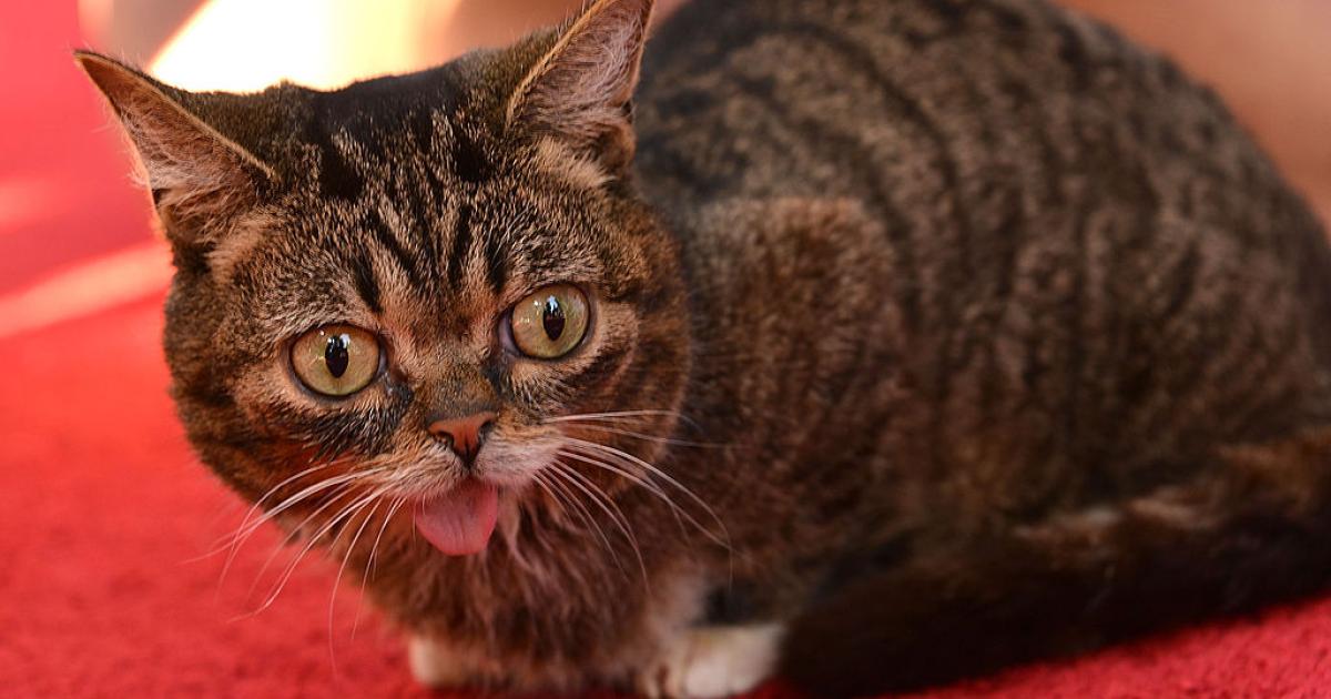 Nach Grumpy Cat: "Lil Bub" ist tot | Kurier