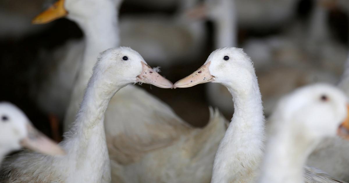 China will 100.000 Enten für Kampf gegen Heuschrecken schicken | Kurier