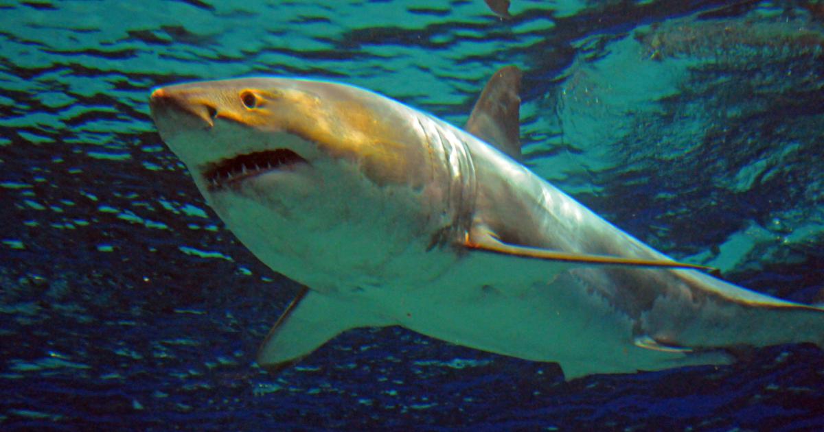 Mehr als 6 Tonnen Haiflossen in Panama beschlagnahmt | Kurier