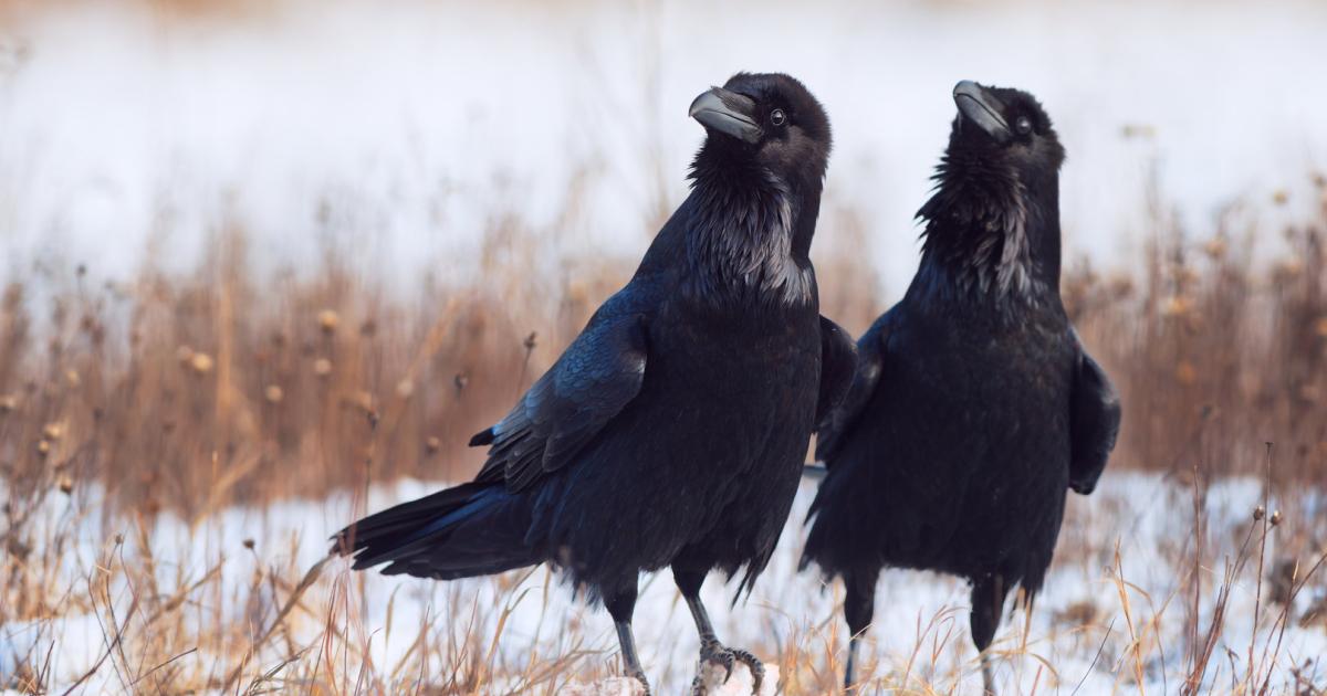 Rabenvögel: Sozialleben der Tiere entscheidend für ihre Großzügigkeit ...
