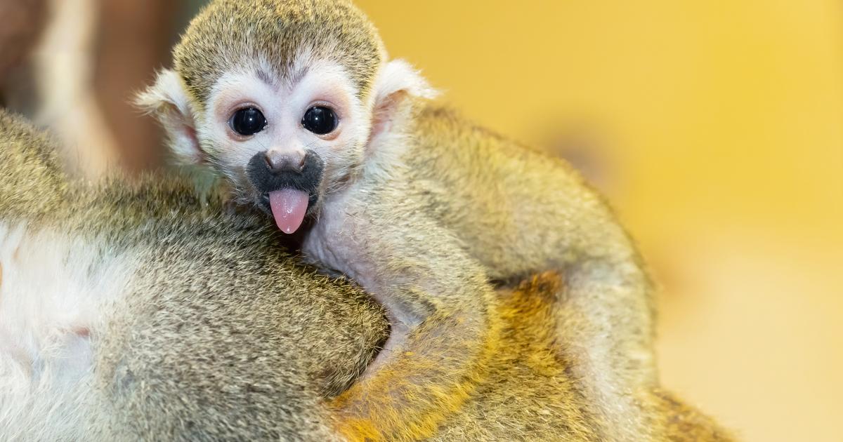 Affen-Nachwuchs im Tiergarten Schönbrunn | Kurier
