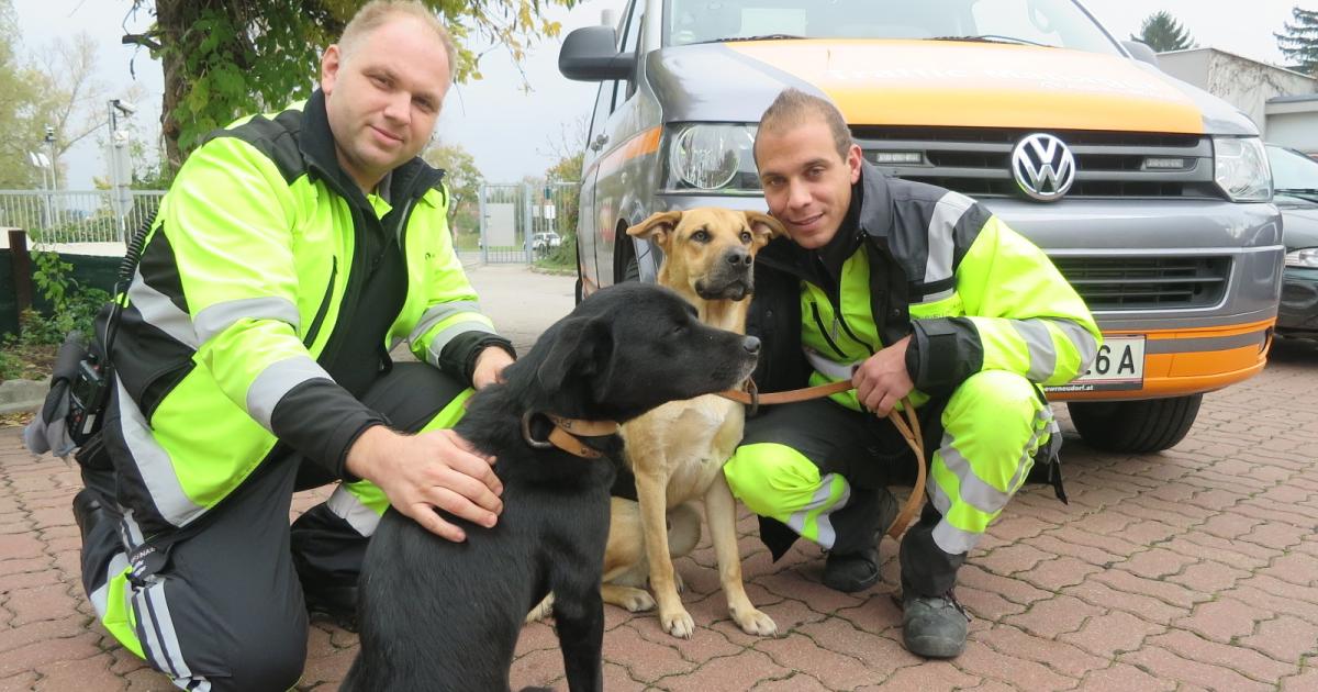 Hunderettung auf der Ostautobahn