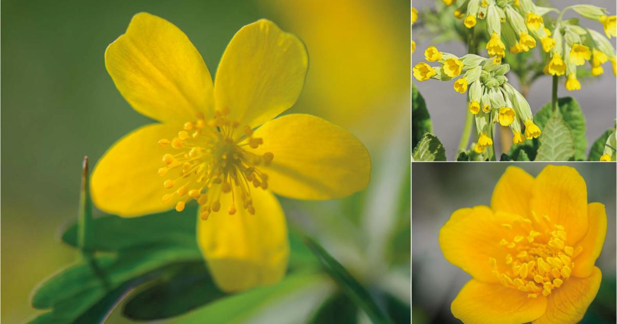 Gelbe Wildblumen im April - Teil 7 der Wildblumen Portraits | Kurier