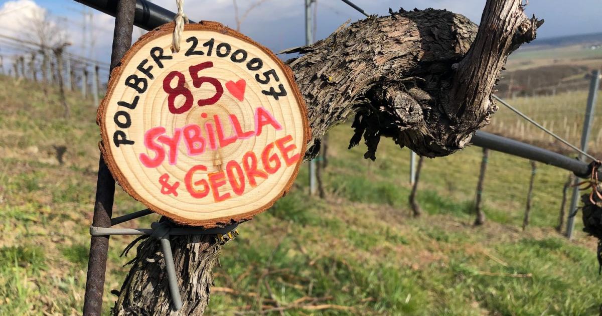 Eine Rebe unterm Christbaum | Kurier