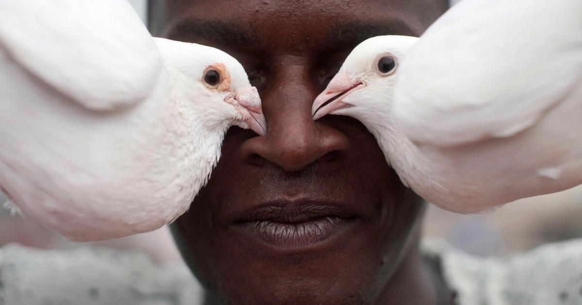Simbabwe statt Südafrika: Renntauben fliegen wieder um die Wette | Kurier