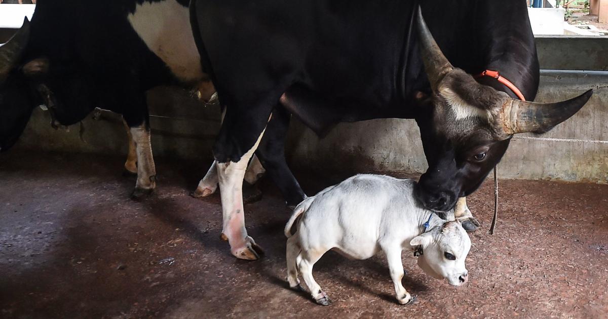 Mini-Kuh in Bangladesch wird zum Touristenmagneten