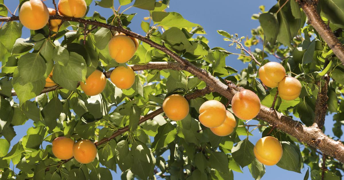 Alles Marille: die saftig süße Sommerfrucht | Kurier