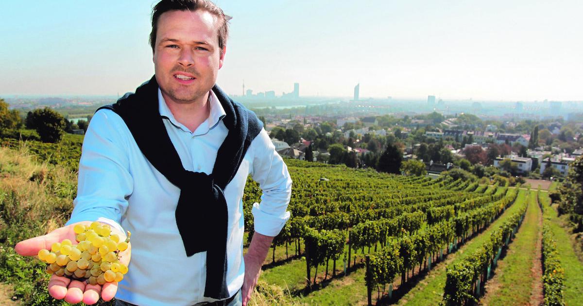 Winzer freuen sich: 2015 wird ein Top-Jahrgang | Kurier