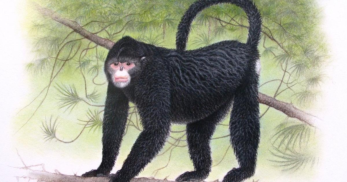 Niesender Affe und laufender Fisch: Neue Arten entdeckt | Kurier