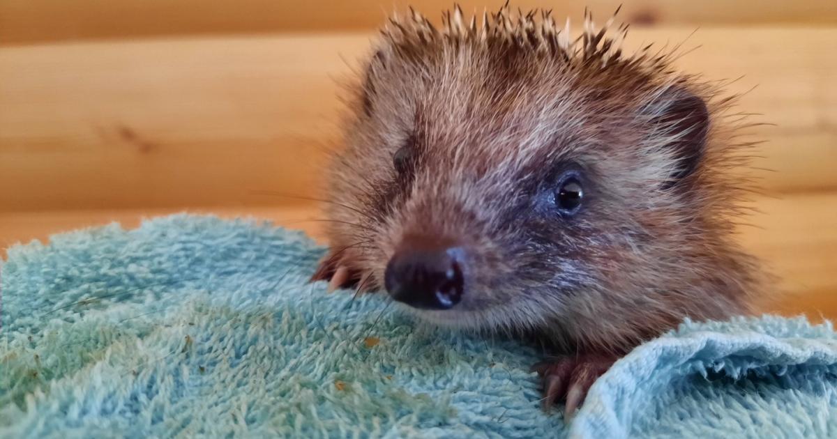 Pflegeeltern für Igel gesucht: Zahlreiche Abgaben bei ...