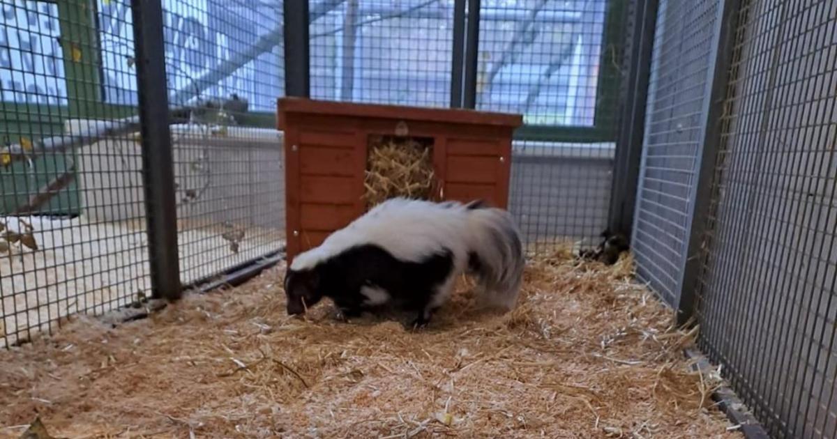 Ein nicht stinkendes Stinktier im Tierschutzhaus Vösendorf