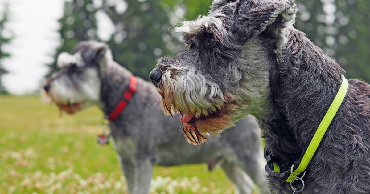 Fray Bigotón: Ein Hund als Franziskanermönch | Kurier