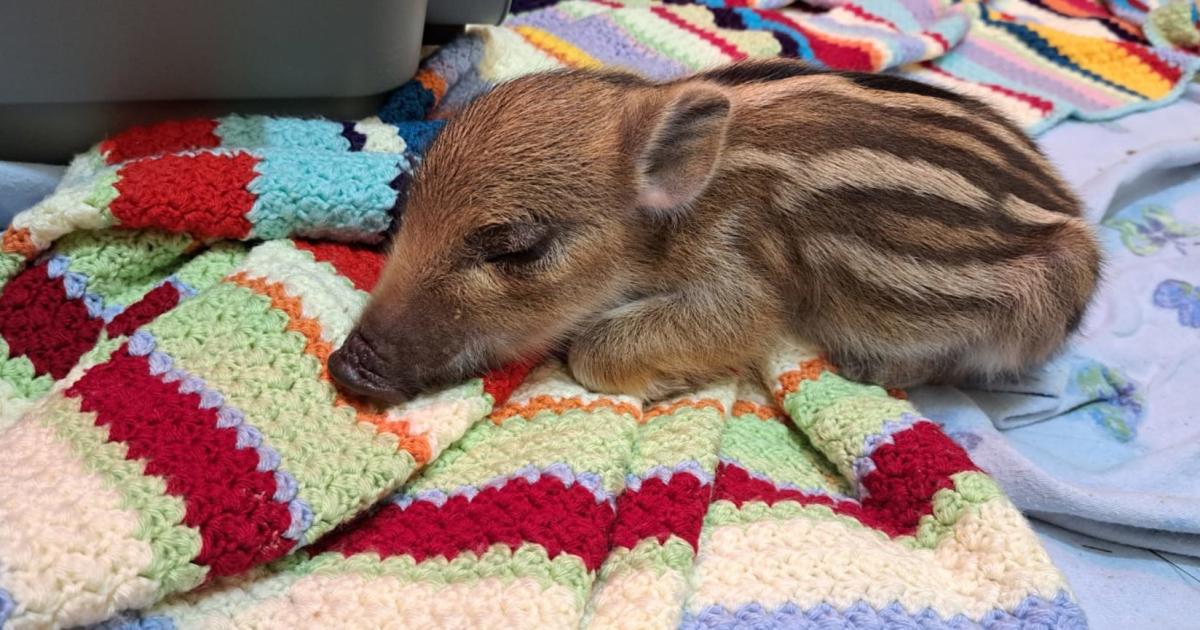 Hilfe für Wildtiere: Frischling Siegmund und seine wilden Freunde | Kurier