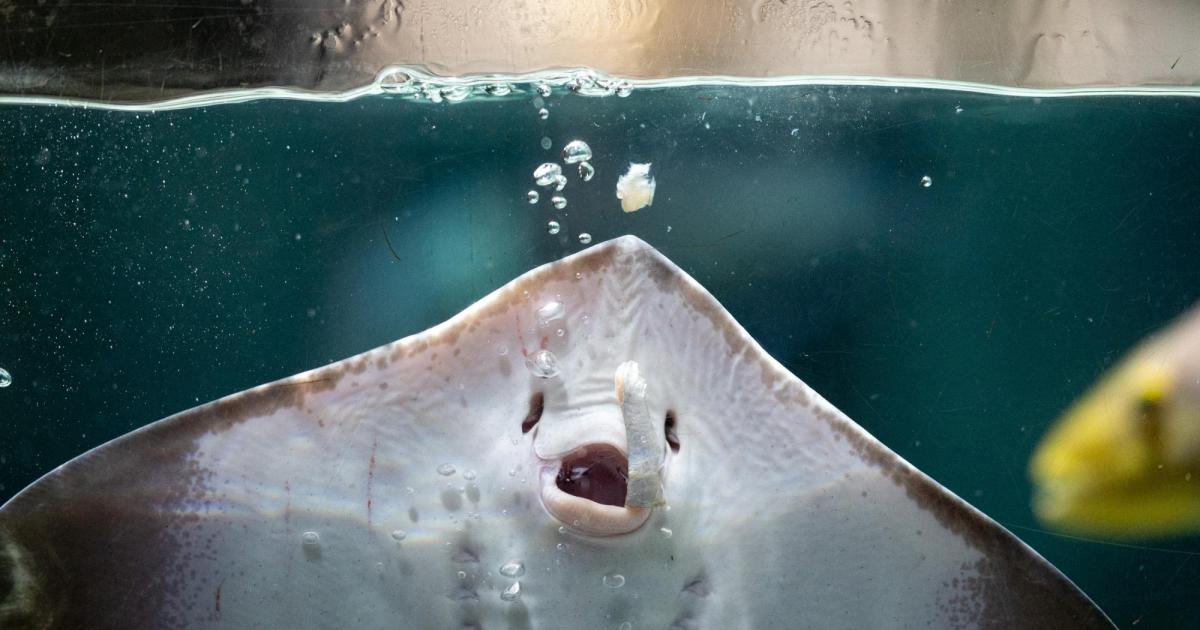 Vier tote Rochen im Weinviertel gefunden | Kurier