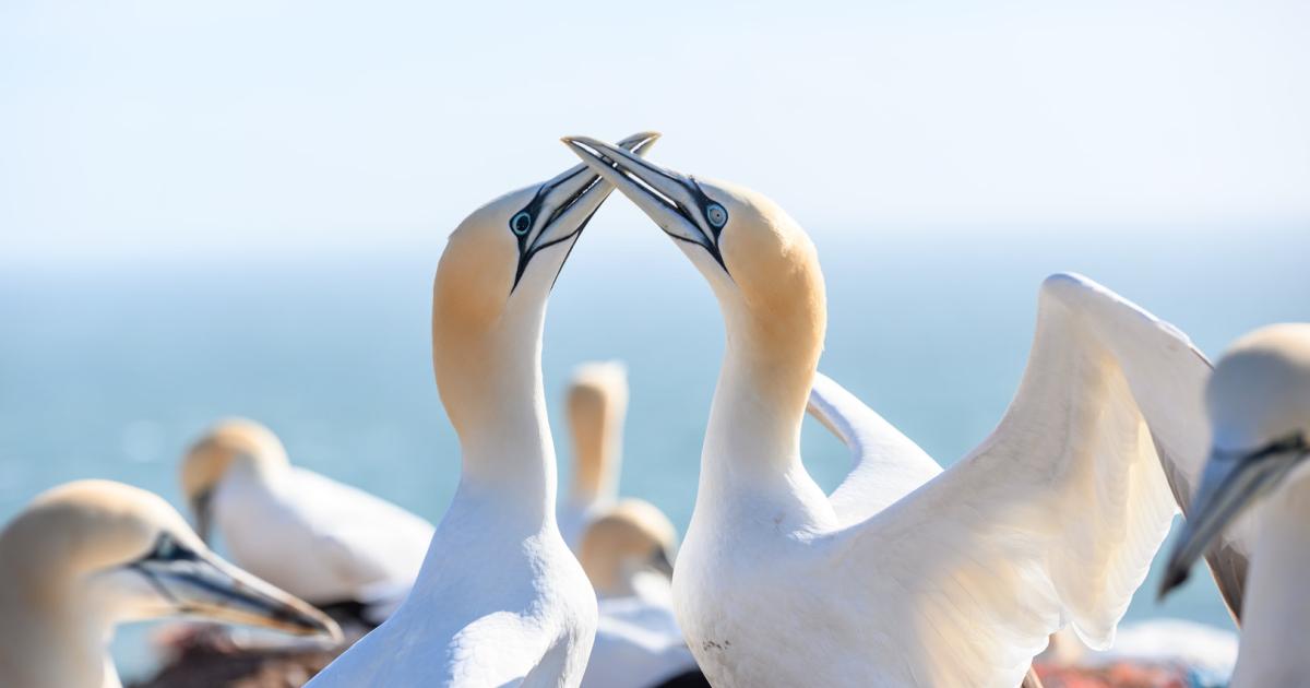 Continuous Health Monitoring Of Poultry Markets Key To Early Detection Of Avian Influenza