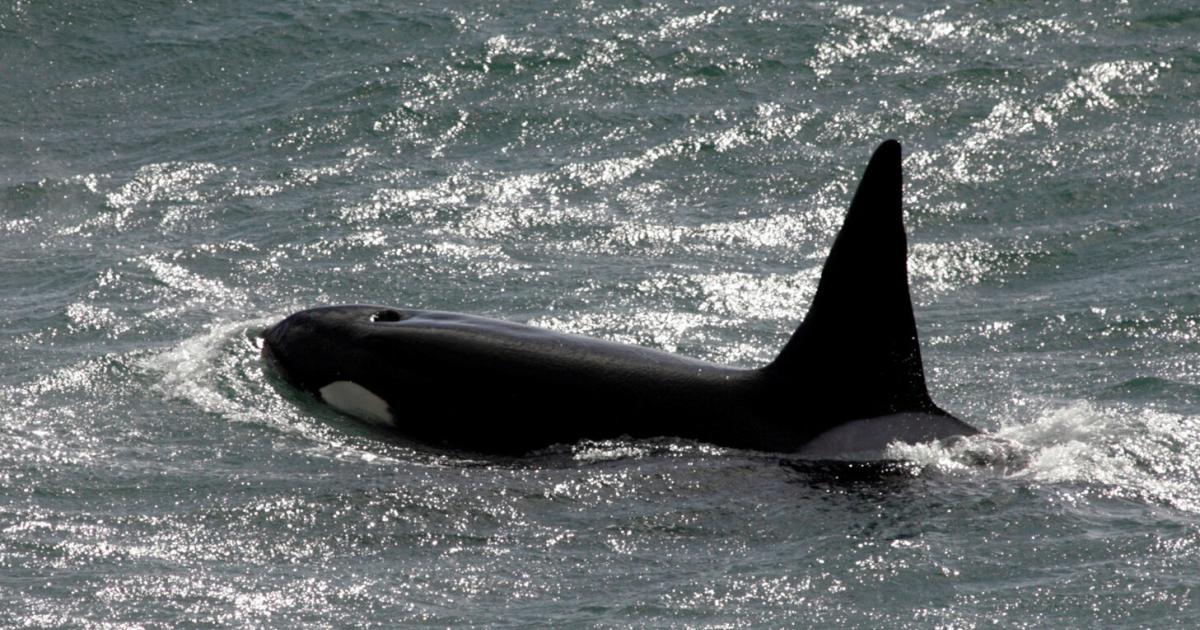 Ocean Race: Unterwasservideo zeigt Orca-Angriff auf Boot | Kurier