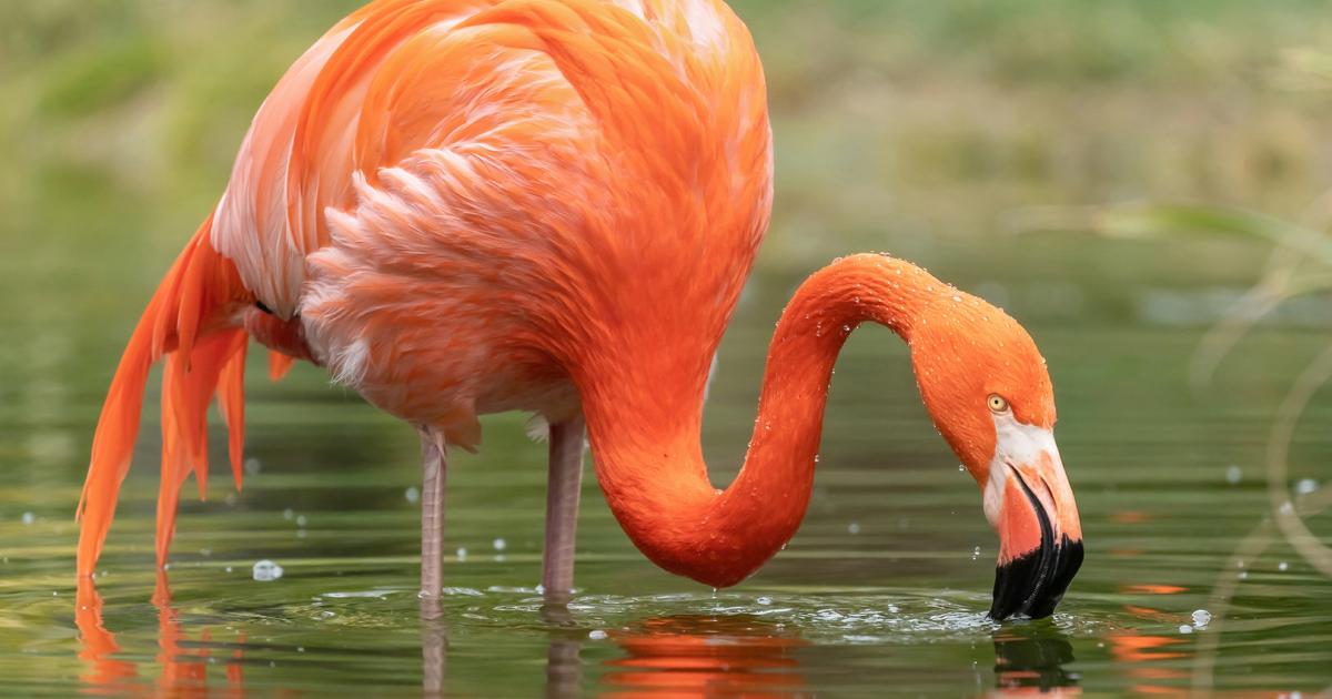 Fuchs drang in Zoogehege ein: 13 Flamingos in Schönbrunn getötet | Kurier