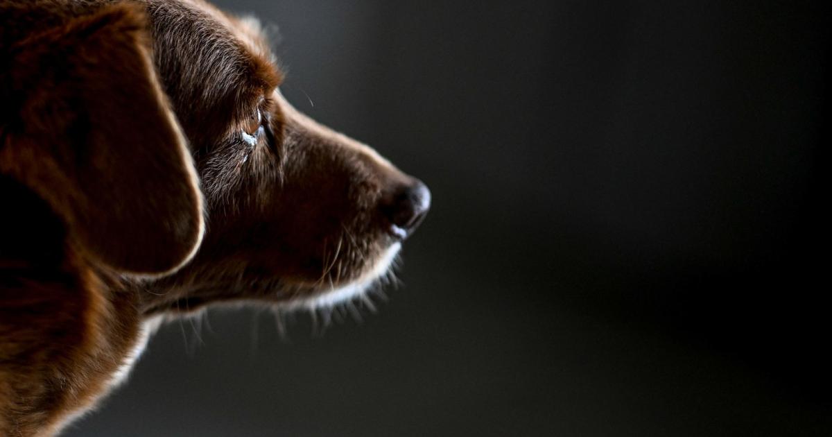 The Oldest Dog in History: Bobi, the Record-Breaking Rafeiro do ...