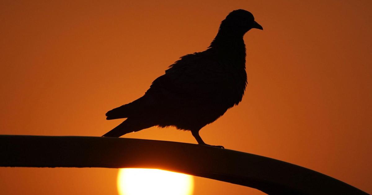 Taube als chinesischer Spion? Indien lässt Tier nach 8 Monaten frei ...