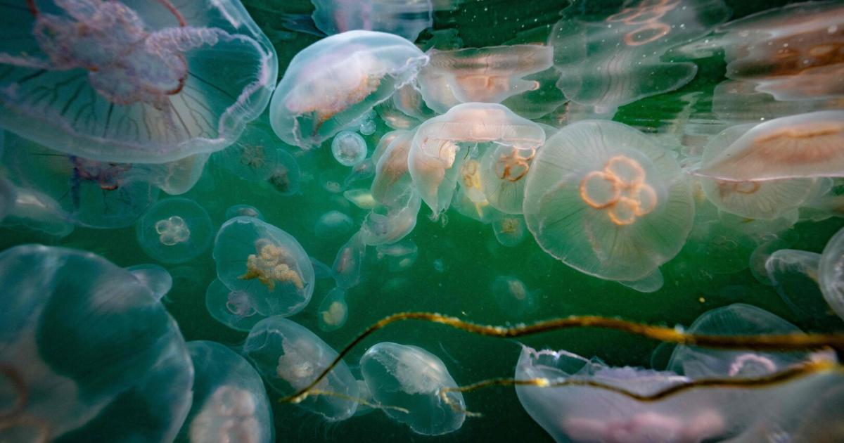 Die giftigsten Quallen der Welt und wo man ihnen begegnet | Kurier