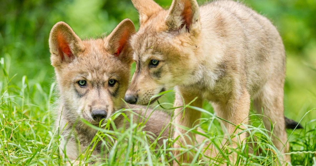 Das Wolf Science Center in Dörfles hofft auf baldigen Nachwuchs | Kurier