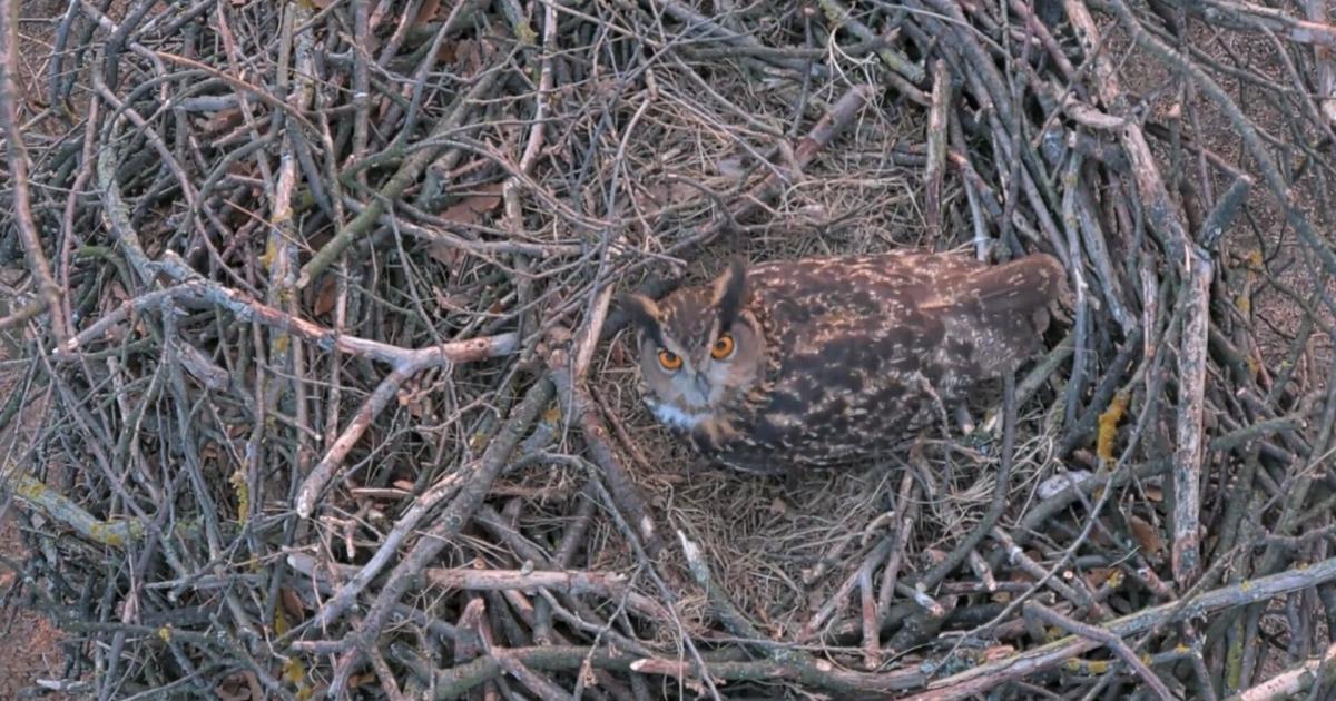 "Wild im Bild": Wie ein Uhu-Paar in einem Seeadler-Horst Junge groß ...