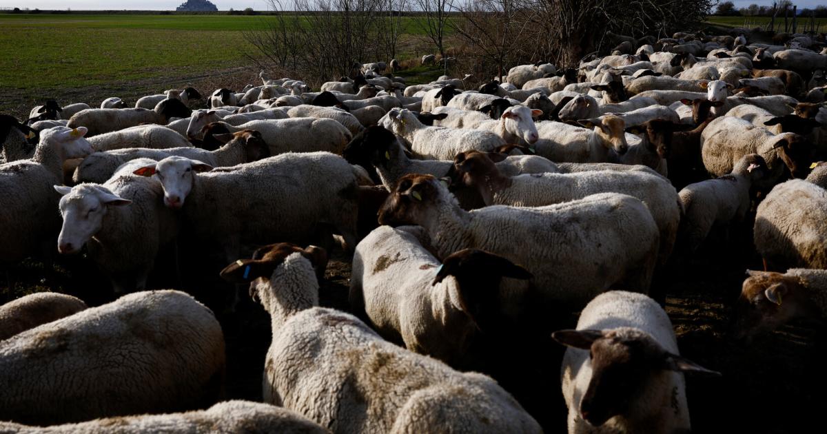 Opferfest? 600 Schafe aus illegalem Schlachthof gerettet | Kurier