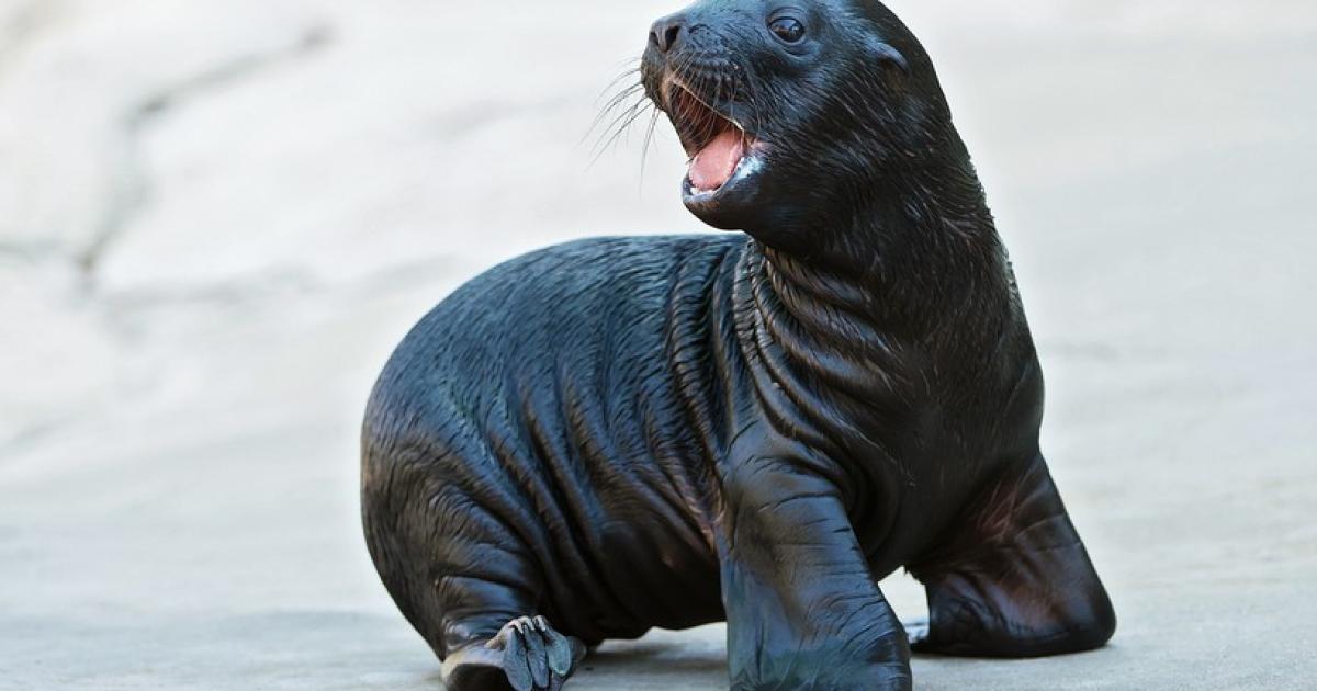 Erstes Video vom Robbenbaby