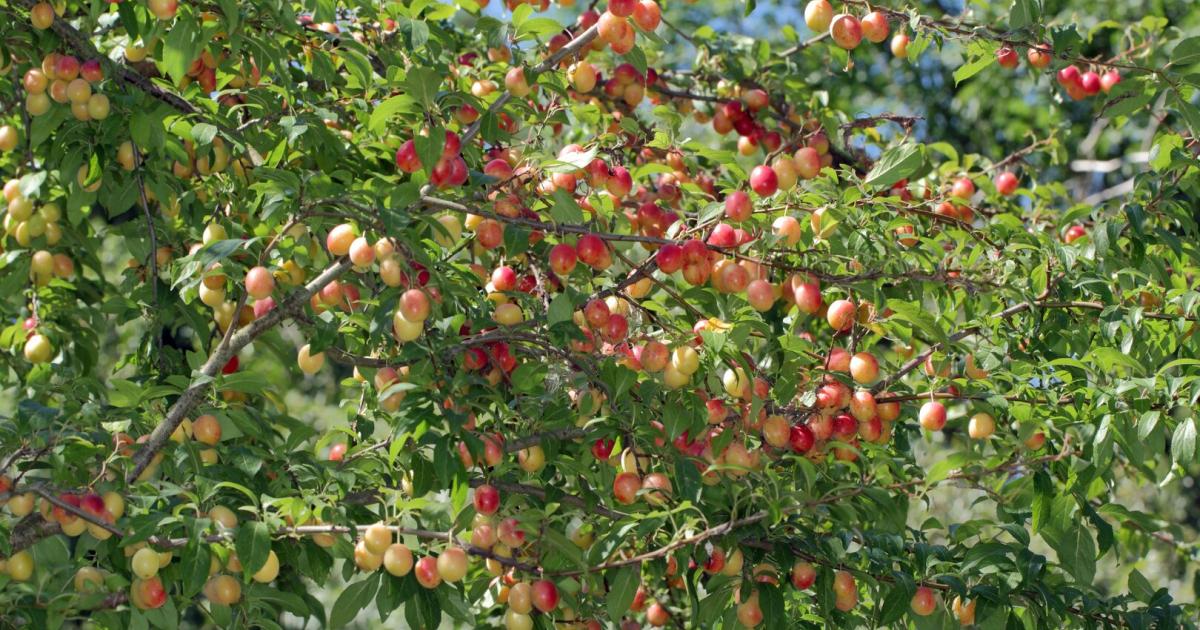 Kranker Kriecherlbaum? Ursachen und Maßnahmen bei Wucherungen | Kurier