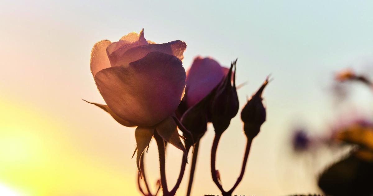 Dior und die Macht der Rose: Das Beauty-Geheimnis der „Rose de Granville“