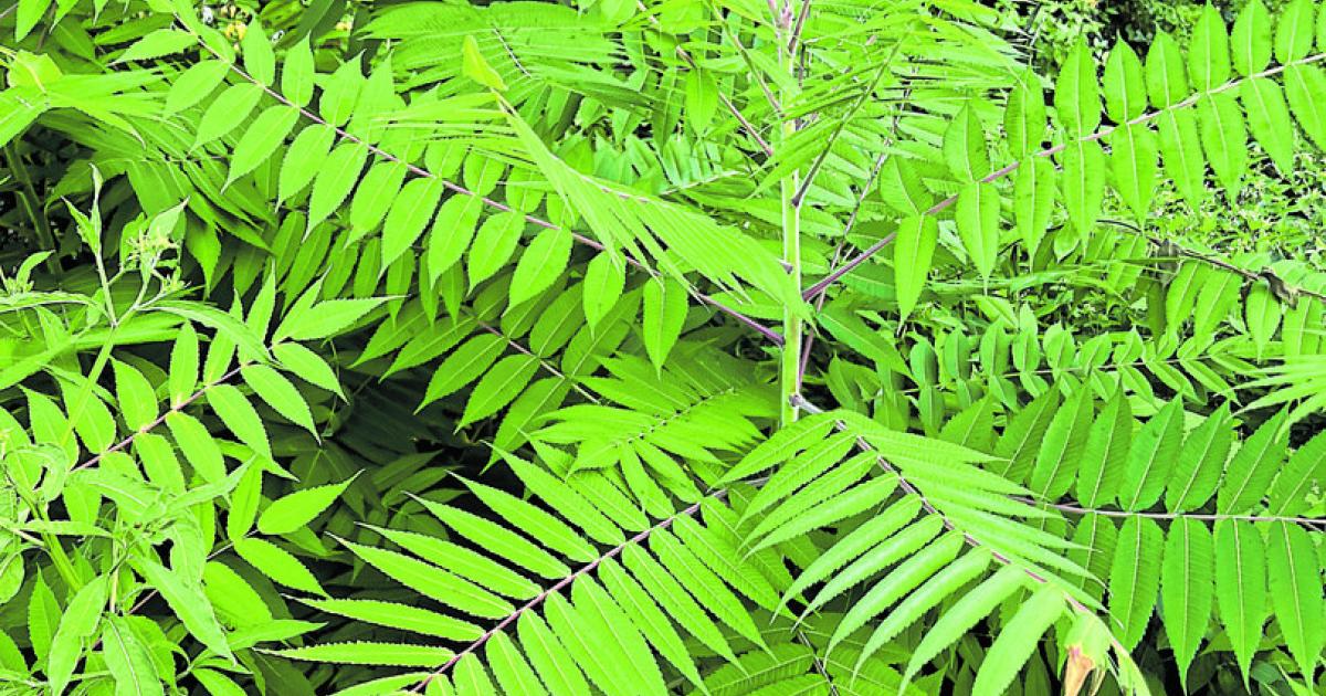 Allergiker aufgepasst: Götterbaum-Blüte hat begonnen | Kurier