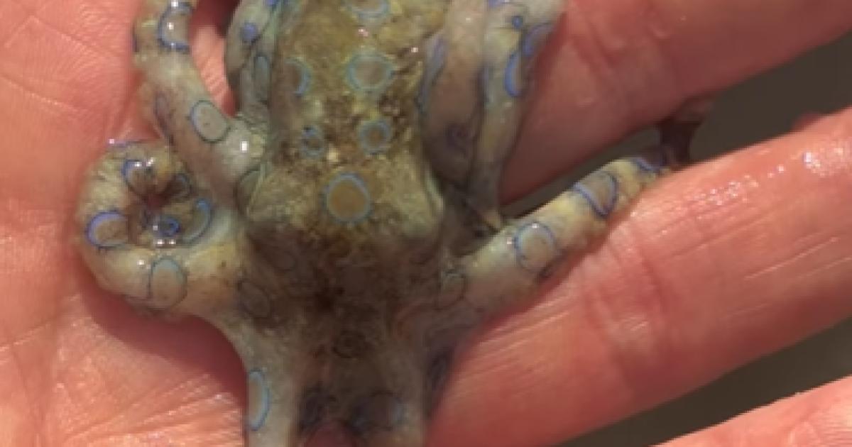 Tourist berührt hochgiftigen Blauring-Oktopus – Video geht viral | Kurier
