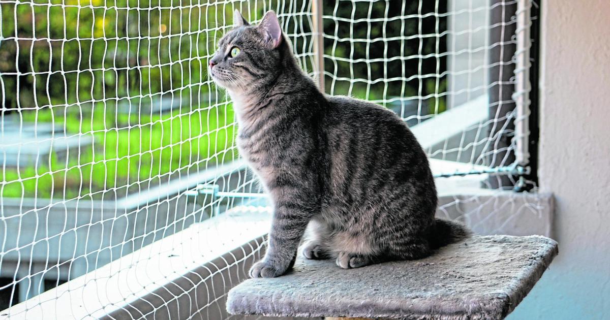 Ärger mit Nachbars Katze: Wie wehrt man sich gegen Geruchsbelästigung ...