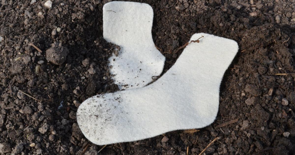 Garten-Experiment: Wie aus alten Socken junges Gemüse wird