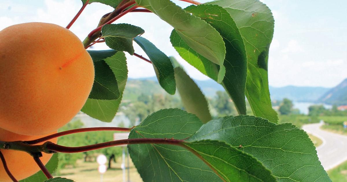 Raten Sie mit: Wann wird die Marille gepflückt?
