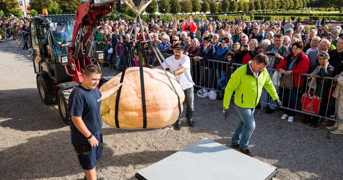 Der größte Kürbis kommt aus dem Weinviertel Der größte Kürbis kommt aus dem Weinviertel