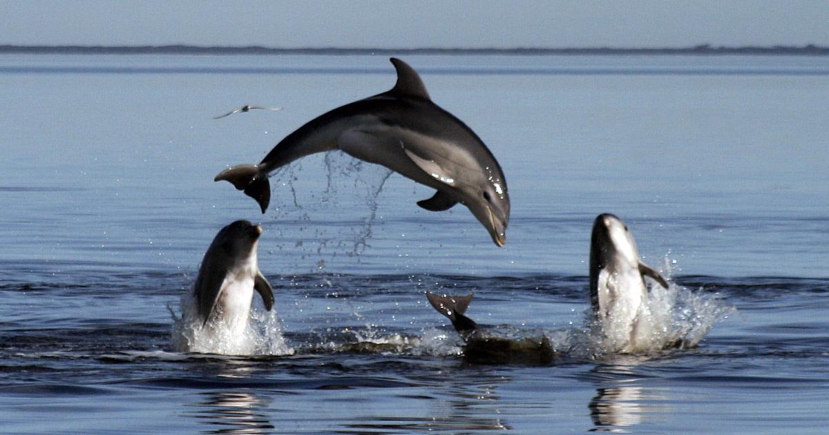 Hallo, Flipper: Delfine rufen sich beim Namen | Kurier