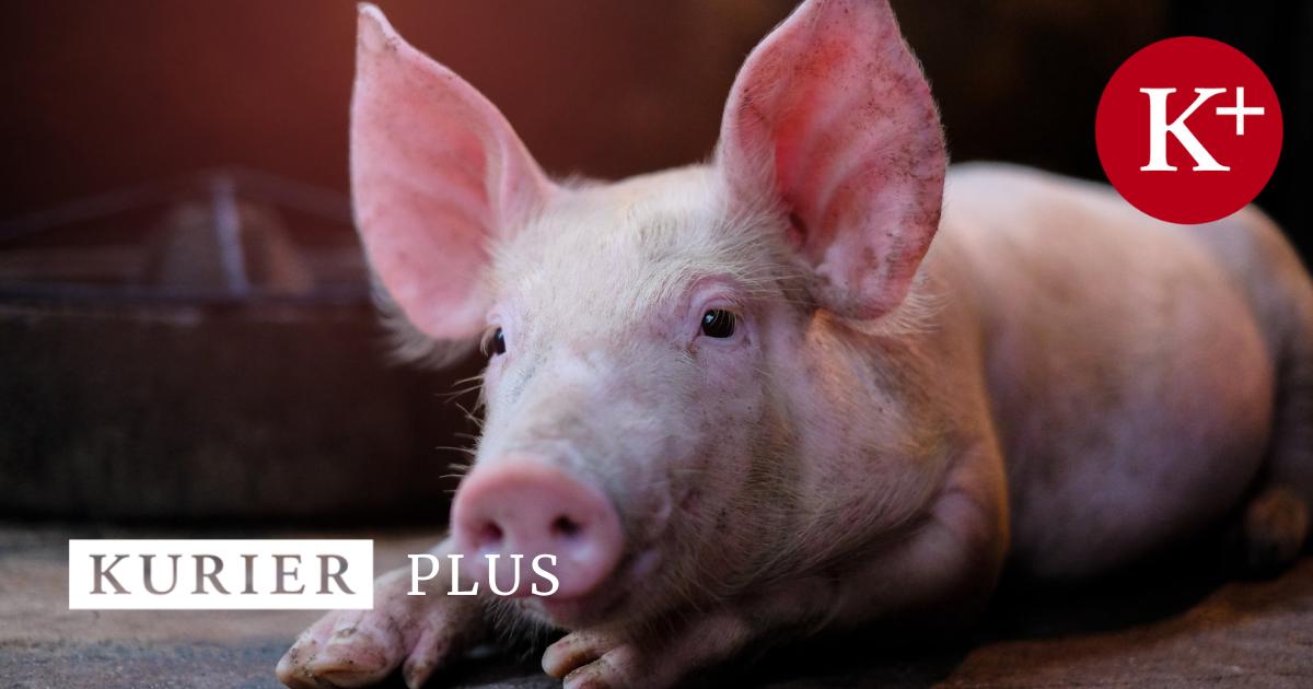 Warum wir Tiere essen | Kurier