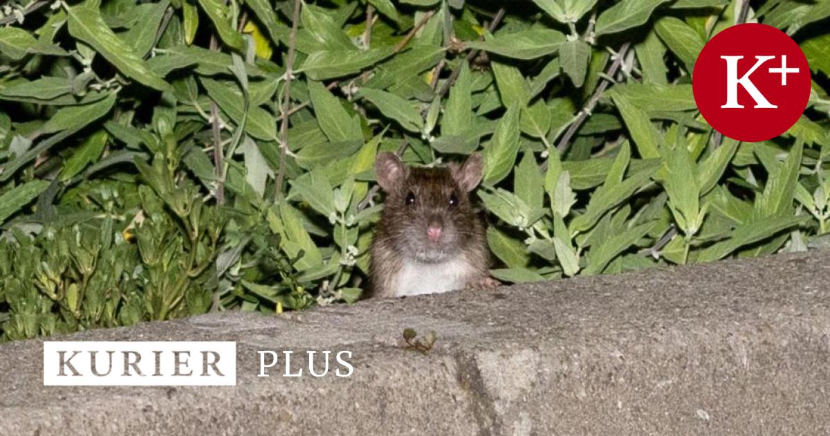 Immer mehr fette Ratten in Wien gesichtet | Kurier