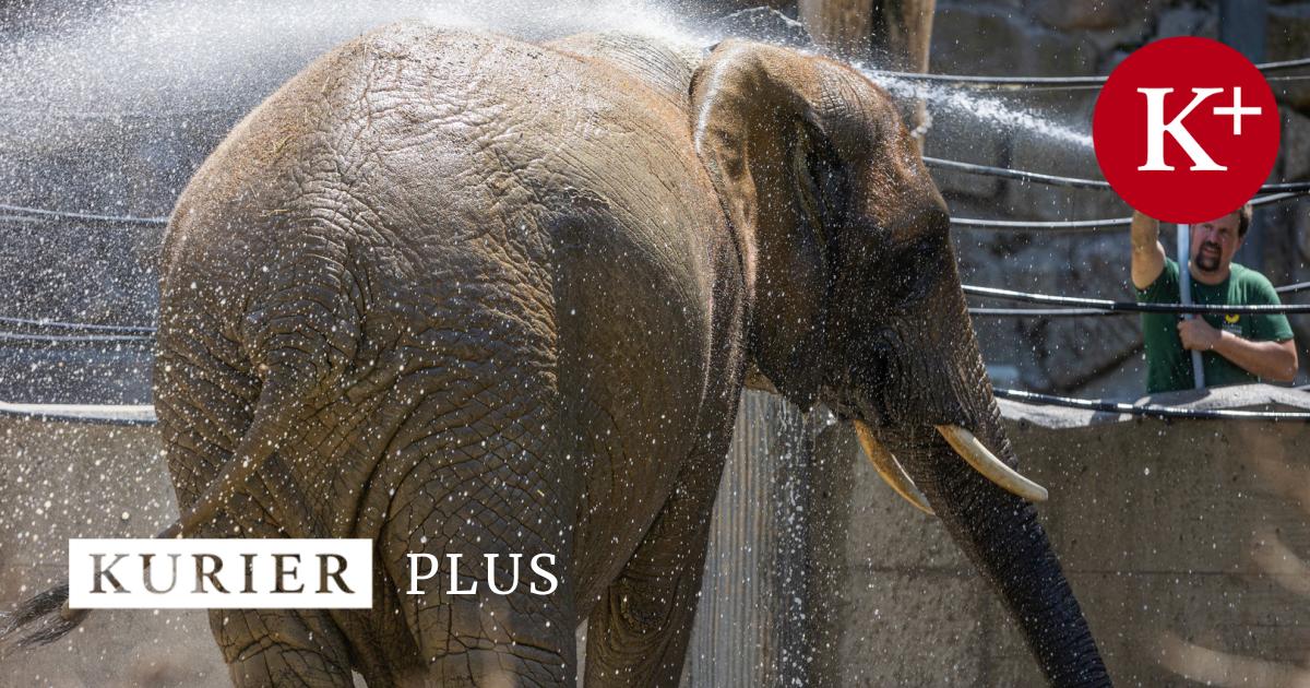 Elefanten: Große Tiere mit noch größeren Gefühlen | Kurier
