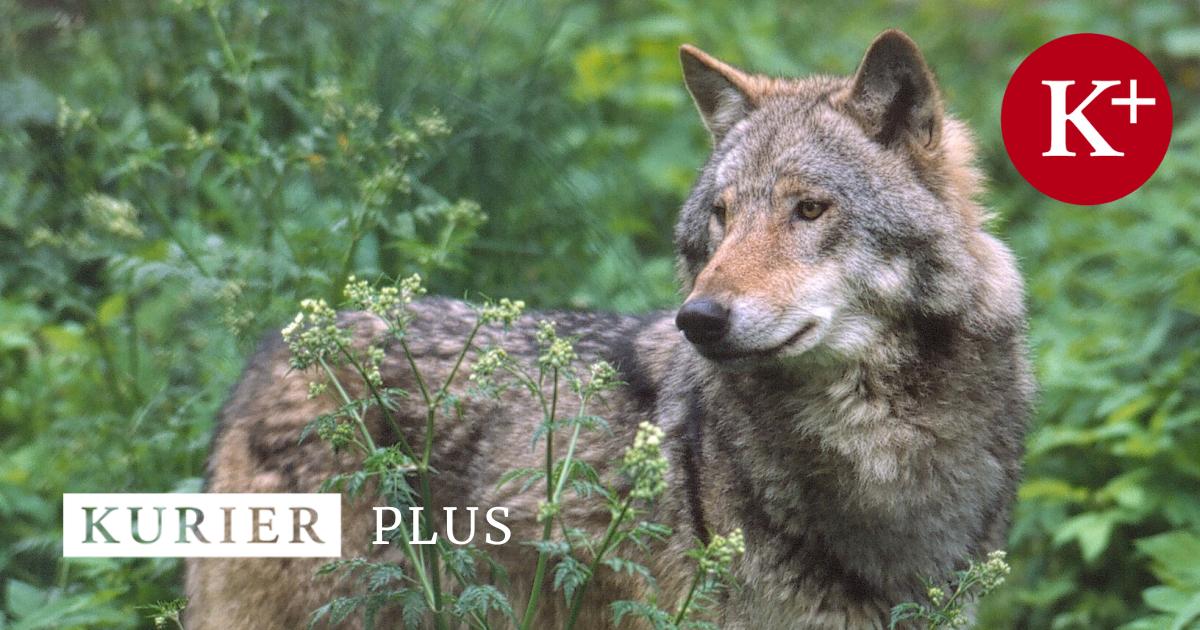 Der Wolf ist vor den Toren Wiens: Schafe im Wienerwald gerissen | Kurier